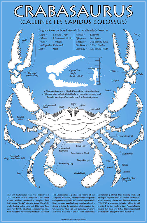 Blue Crab Anatomy